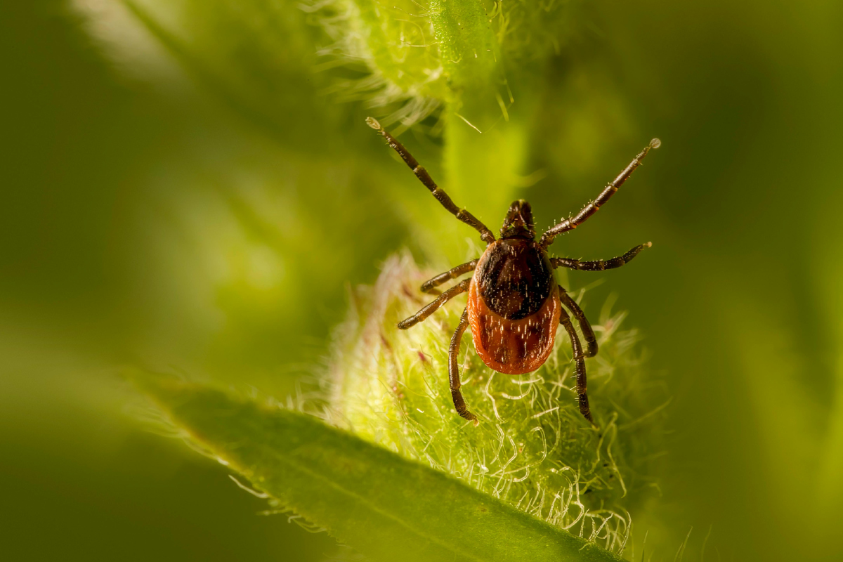 Krpelji se mogu skrivati u koži bez vidljivih rana - Cuvajzdravlje.ba
