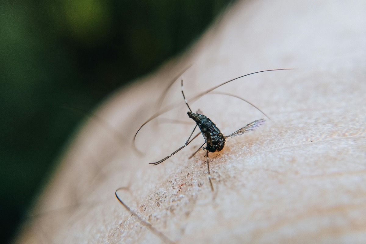 Ubod komarca? Spas iz kuhinje krije se u jednoj kapi sirćeta ...